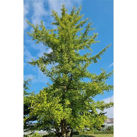 Ginkgo Biloba Maidenhair Tree