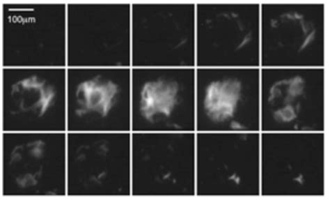 Variation Of Diffracted Intensity As A Function Of The Rotation Angle Download Scientific