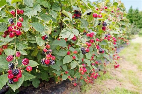 How To Grow Boysenberries In Your Garden The Habitat