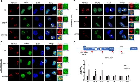 Setx Depletion Leads To R Loop Dependent Nucleolar Rpa Localization