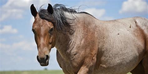 Aqha Color Rules