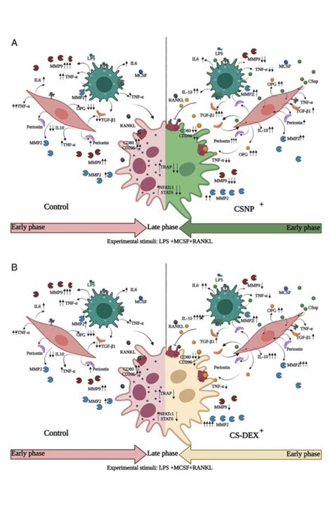 Excited To Be Working On Deciphering Cellular Crosstalk In Root