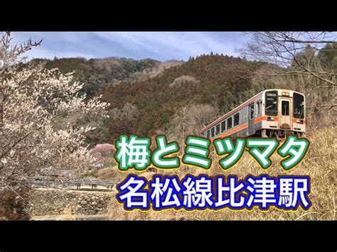 梅とミツマタ 名松線比津駅2023 3 4 YouTube