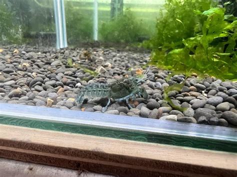 御蝦客魚蝦坊蒙特蘇 Cambarellus montezumae 侏儒螯蝦 螯蝦 水晶蝦 蘇蝦 米蝦 觀賞蝦 飼料 露天市集 全台