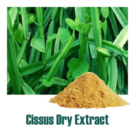 Cissus 시서스 Quadrangularis Extract Everforeverbio