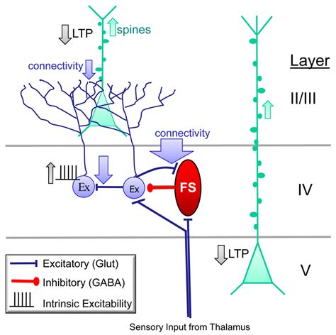 Alterations In Synaptic Structure Function And Plasticity In Sensory Download Scientific