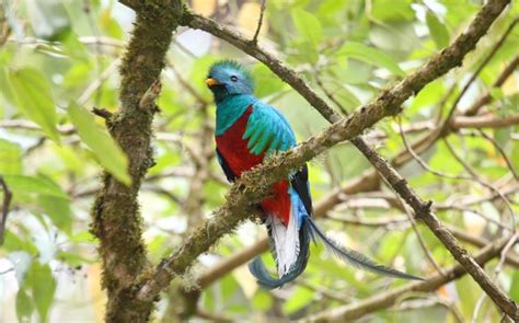 El Quetzal Images Live Wallpaper Wallpapersafari