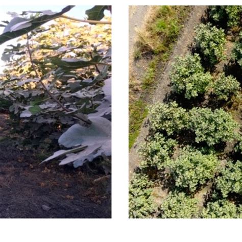 A Ground View And B Top View Of Fig Shrubs Download Scientific