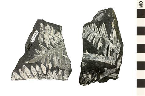 Fossil Seed Fern Smithsonian Institution