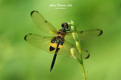 Insecta Insects Biodiversity Singapore Insecta Insects Biodiversity Singapore