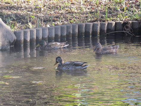 金目の自然 金目親水公園池でマガモのエクリプスが見られます悠久と癒しの郷 金目地元密着 ちいき情報局