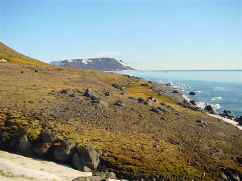 Cold Resistant Bacteria Can Degrade Oil In The Arctic