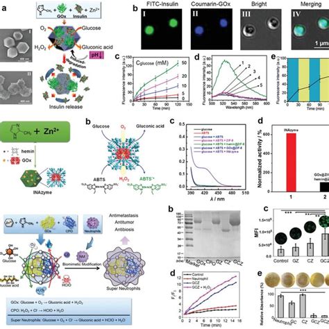A Ab The Fabricated Schematic Illustration Of Urease‐encapsulated