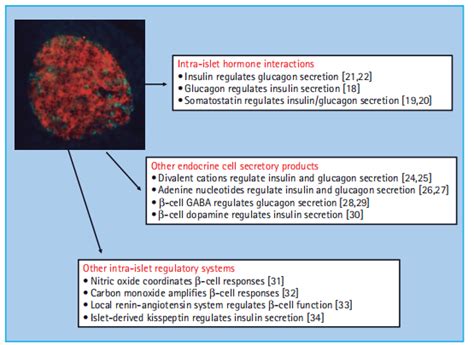 Islet Function And Insulin Secretion Clinicsearch