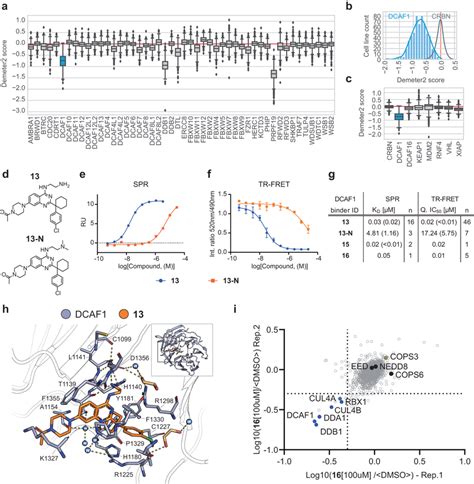 Dcaf1 Ligand Characterization For Targeted Protein Degradation A Rnai Download Scientific