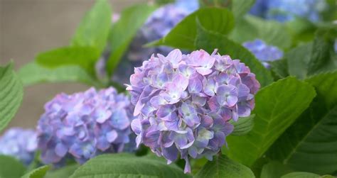 Can You Plant Hydrangeas Outside Gardenprofy