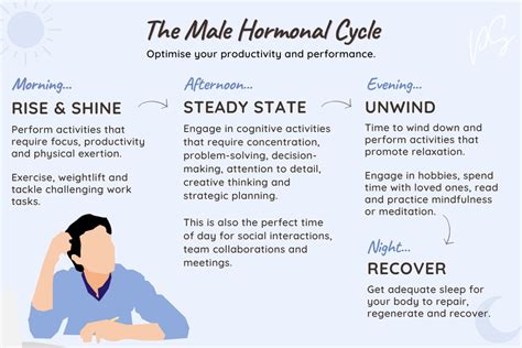 The Male Hormonal Cycle How To Optimise Performance Throughout The Da