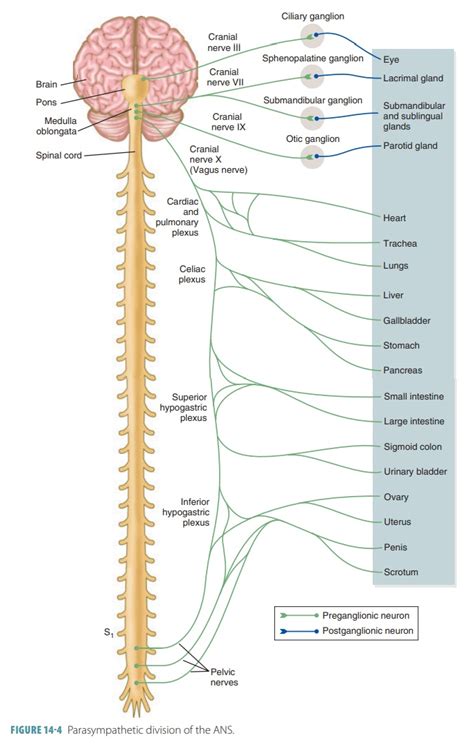 Differences Between The Sympathetic And Parasympathetic Divisions