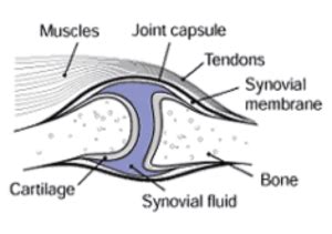 Why Do My Joints Pop Fit Muscle And Joint Clinic