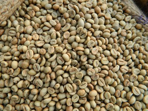 Báo Mỹ Việt Nam Dốc Toàn Lực Cho Hạt Cà Phê Robusta Tuổi Trẻ Online