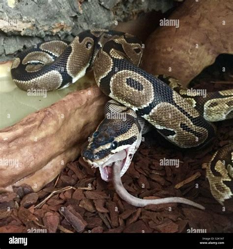 Python Eating Hi Res Stock Photography And Images Alamy