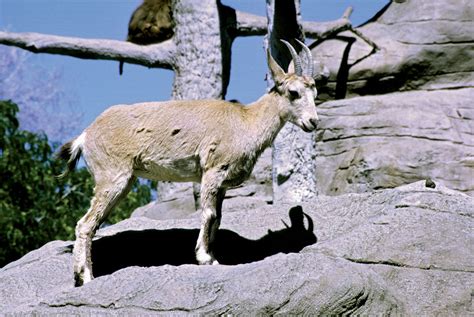 Mountain Goat Adaptations Habitat And Behavior Britannica