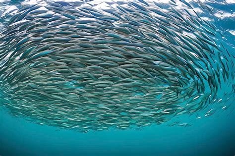 Premium Photo Fish Schooling In The Ocean