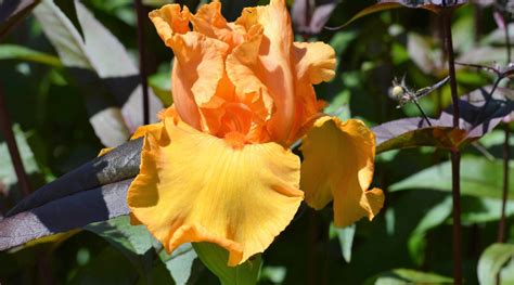 11 Different Types Of Orange Iris Varieties For Your Flowerbeds