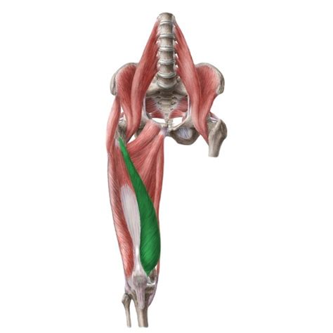 Vmo Squats A Knee Bulletproofing Tool That Every Athlete Needs