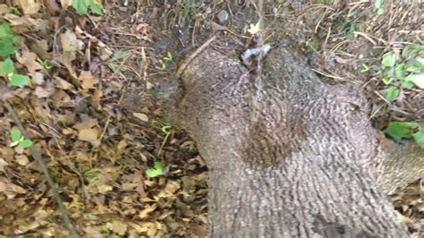 Marking A Tree ThisVid Com