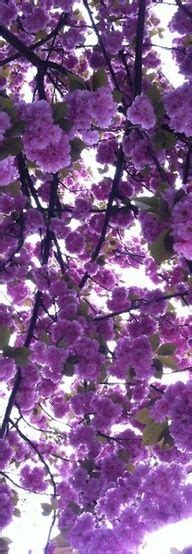 37 Best Images About Purple Cherry Blossom On Pinterest Spring