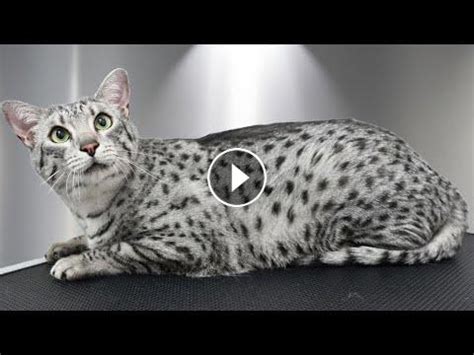 Grooming An Ancient Egyptian Cat With Attitude Video