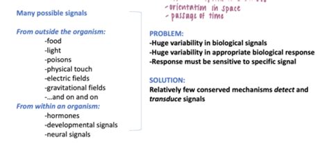 Biochemistry Exam 3 Flashcards Quizlet