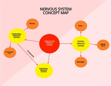 Nervous System Concept Map Template Lucidchart Vrogue Co