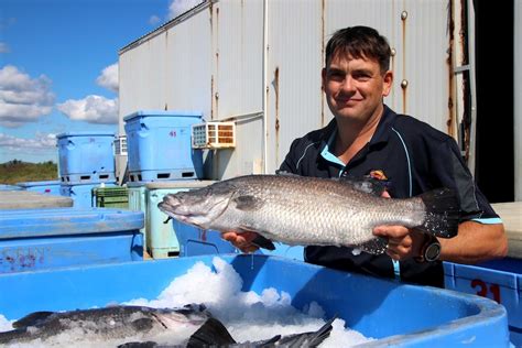 Australias Biggest Barramundi Farm Set To Get Bigger After Securing