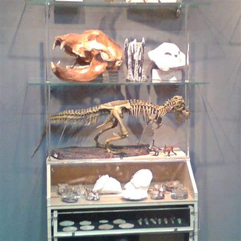 House Of Fossils And Gems In Al Baraka Mall Amman Jordan