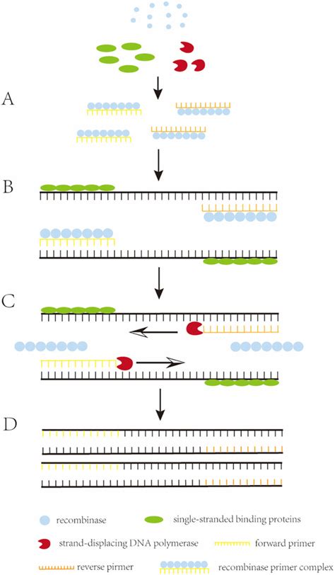 Application Of Recombinase Polymerase Amplification With Lateral Flow