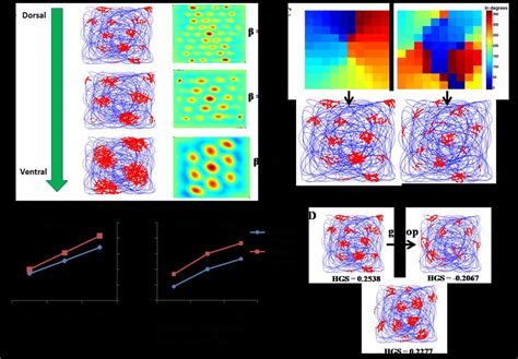 A Dorso Ventral Gradient Of The Grid Scale Is Captured By The Model Download Scientific