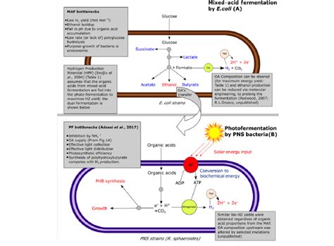 Mixed Acid Fermentation Maf Of E Coli A And Use Of Purple Download Scientific Diagram