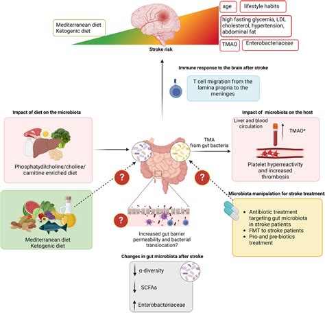 Microbiota Diet And The Gut Brain Axis In Multiple Sclerosis And