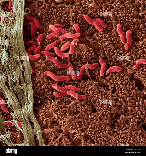 Helicobacter Pylori Bacteria Coloured Scanning Electron Micrograph Sem Of Helicobacter Pylori