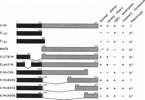 Schematic Representation Of Subcellular Localization And Functional Download Scientific Diagram