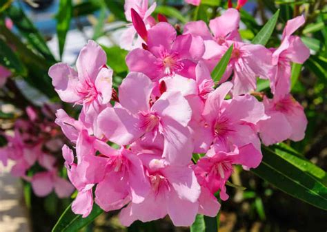 The Allure Of Oleander How To Transform Your Garden With These Eye