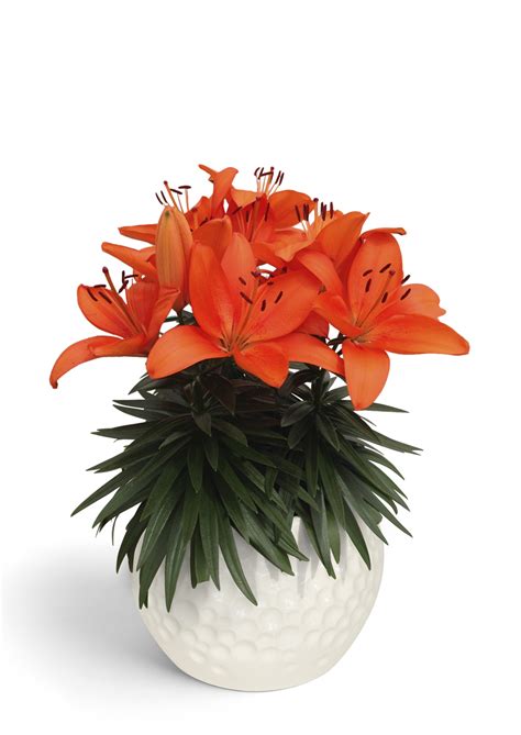 Tiny Heroes Zabo Plant Tiny Heroes Zabo Plant