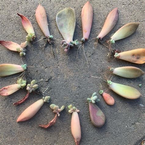 How To Grow A Succulent From A Leaf Your Ultimate Guide To Succulent