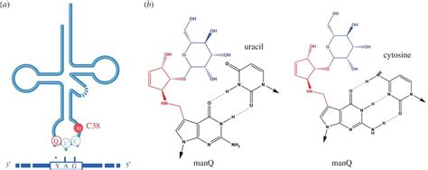 Genome Recoding By Trna Modifications Open Biology
