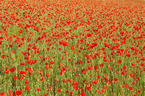 Robloxs Phenomenal Growth Potential Osum