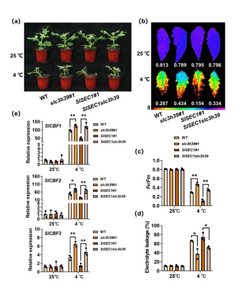 Rip Seq项目文章｜new Phytol发表番茄耐寒的转录后调控机制 知乎