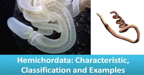 Hemichordata Examples Phylum Hemichordata Characteristics
