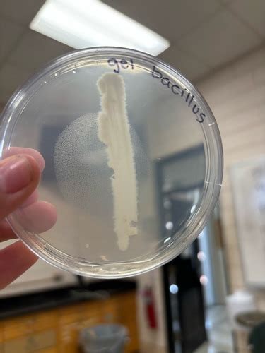 Micro Lab Final Flashcards Quizlet